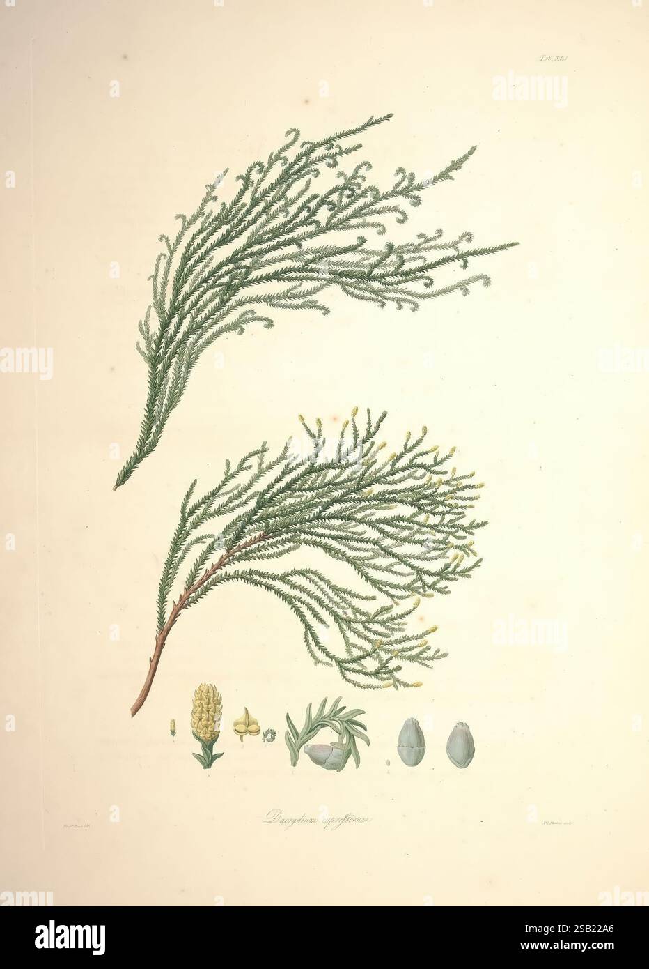A description of the genus Pinus, London, J. White, 1803-1824, Pinaceae, Dacrydium cupressinum ...