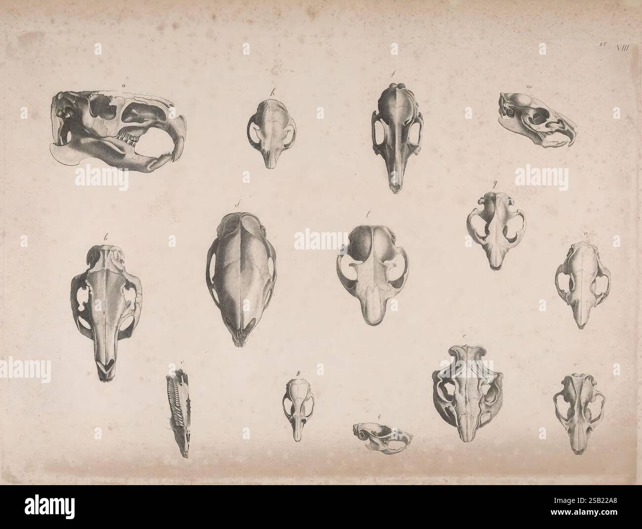 Detailed illustrations of various skulls hi-res stock photography and ...