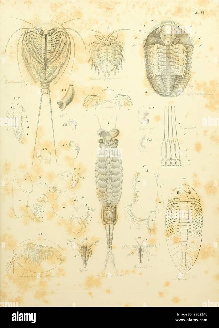 Well defined figure hi-res stock photography and images - Alamy