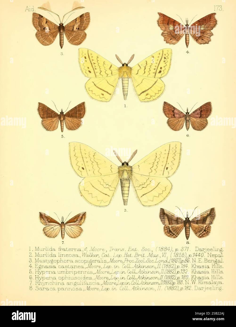Two larger butterflies labeled hi-res stock photography and images - Alamy