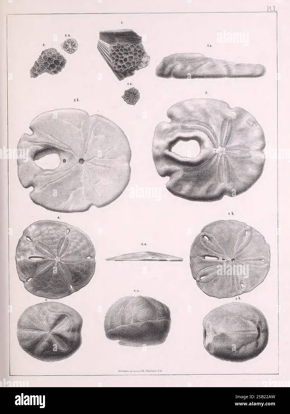 Pleiocene, fossils, South Carolina, Charleston, S. C, Russell & Jones ...