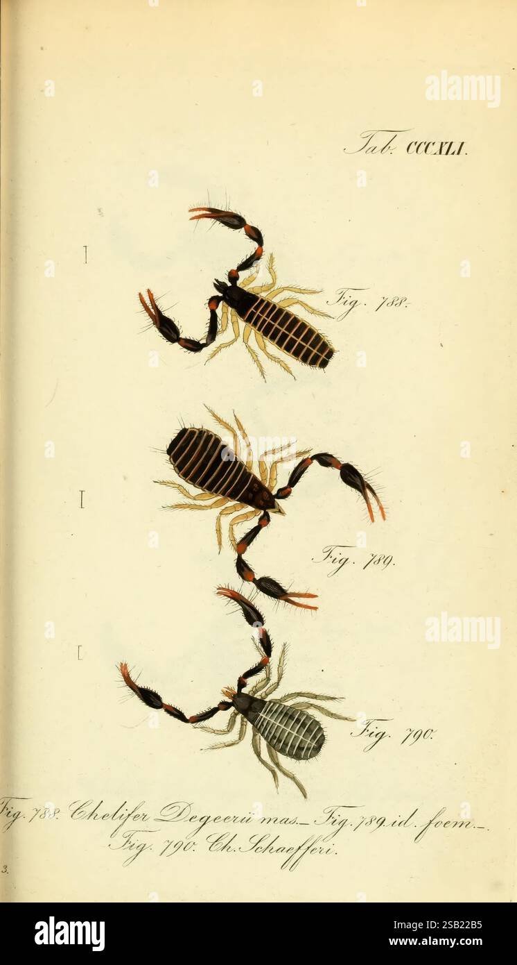 Top scorpion exhibits hi-res stock photography and images - Alamy