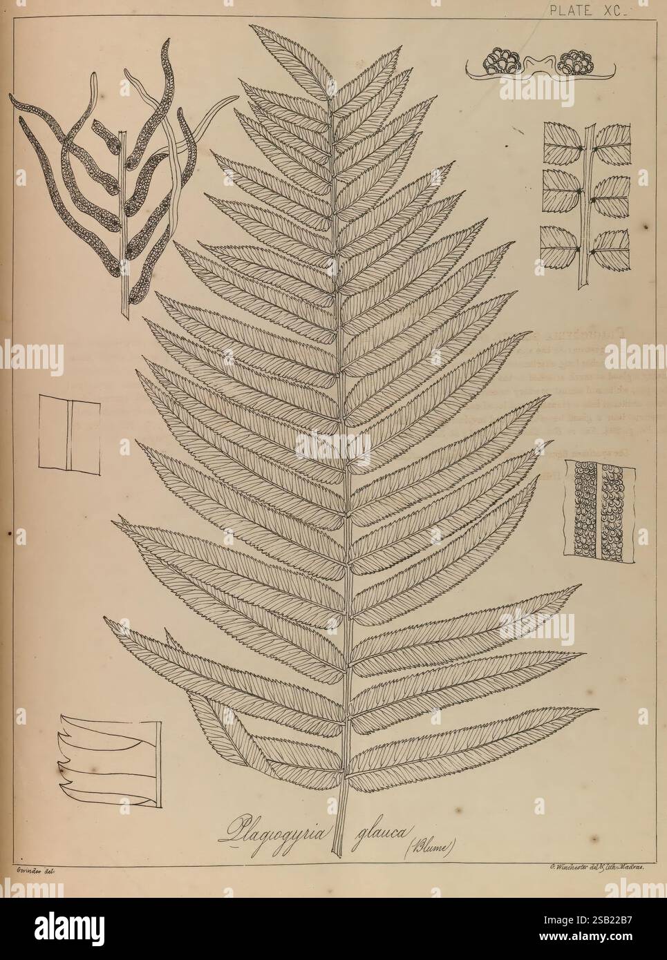The Ferns Of British India Madras Printed By Gantz Brothers 1866 India Pteridophyta