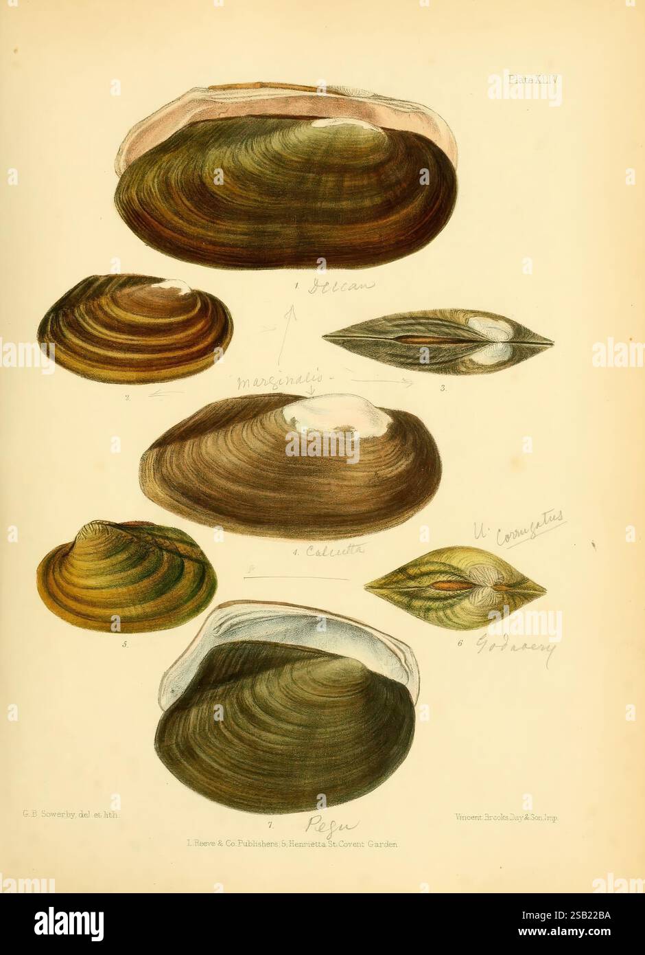 Conchologia Indica, London, 1870-1876, shells, India, mollusks, A ...