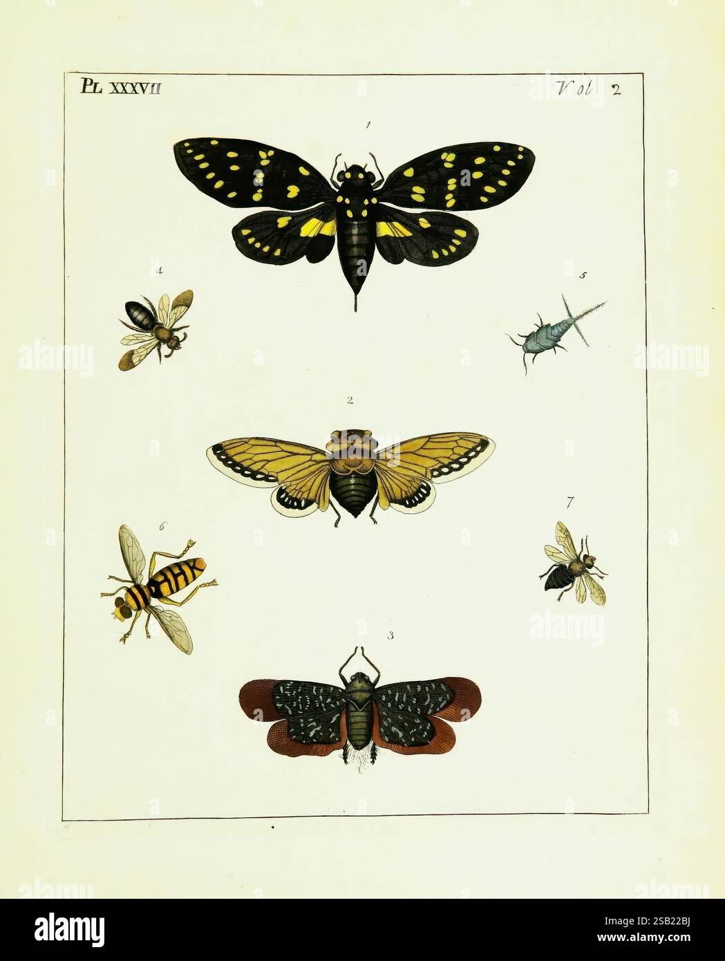 Elongated cicada hi-res stock photography and images - Alamy