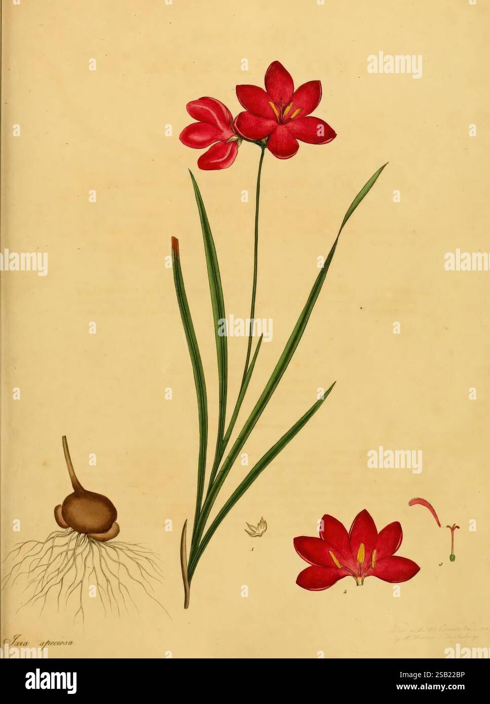 Botany flowers pictorial hi-res stock photography and images - Alamy