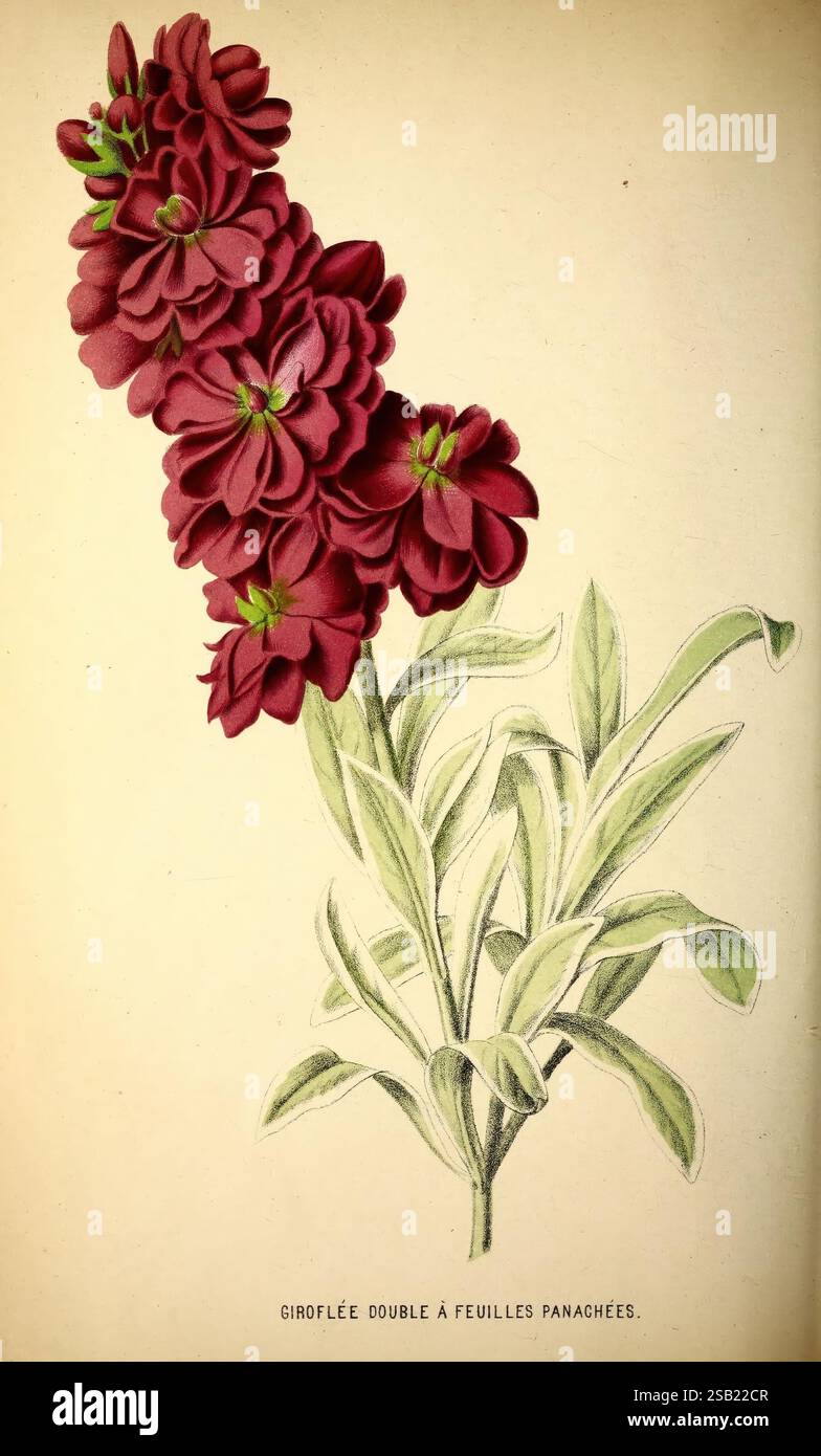 Giroflee double a feuilles panachees hi-res stock photography and ...