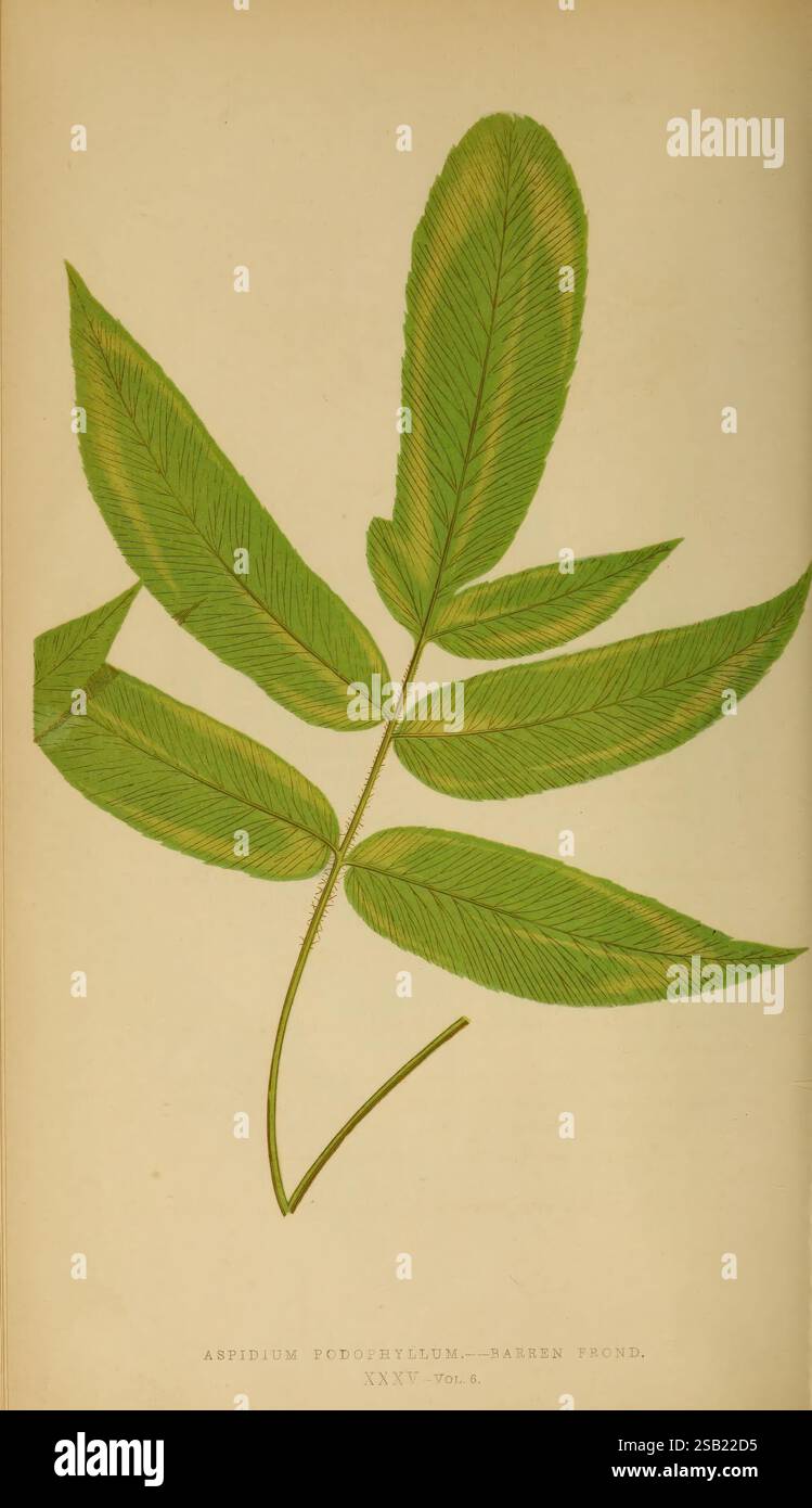 Ferns: British and exotic 1856-60. Ferns, An illustration of a vibrant ...