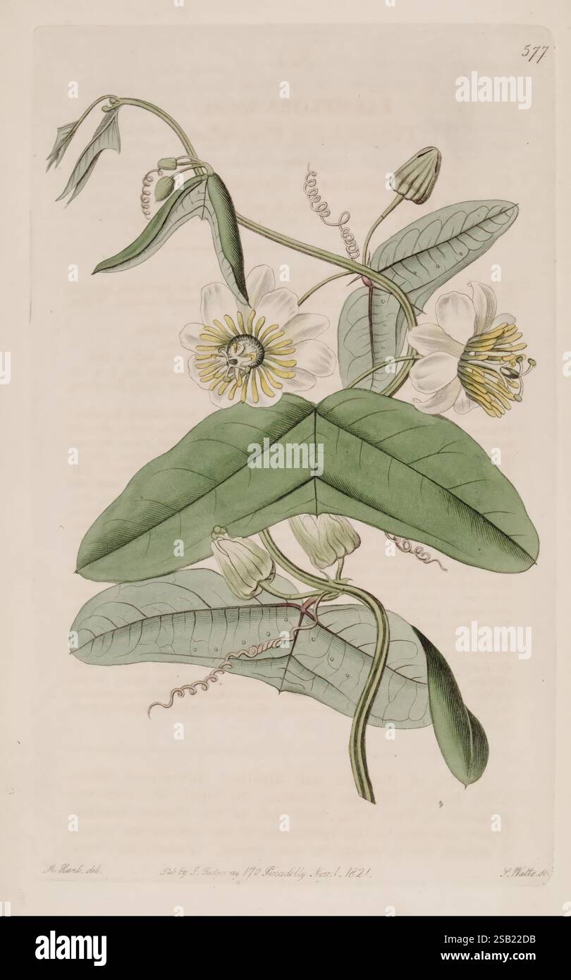 The Botanical Register London Printed for James Ridgway 1815-1828 1815 ...