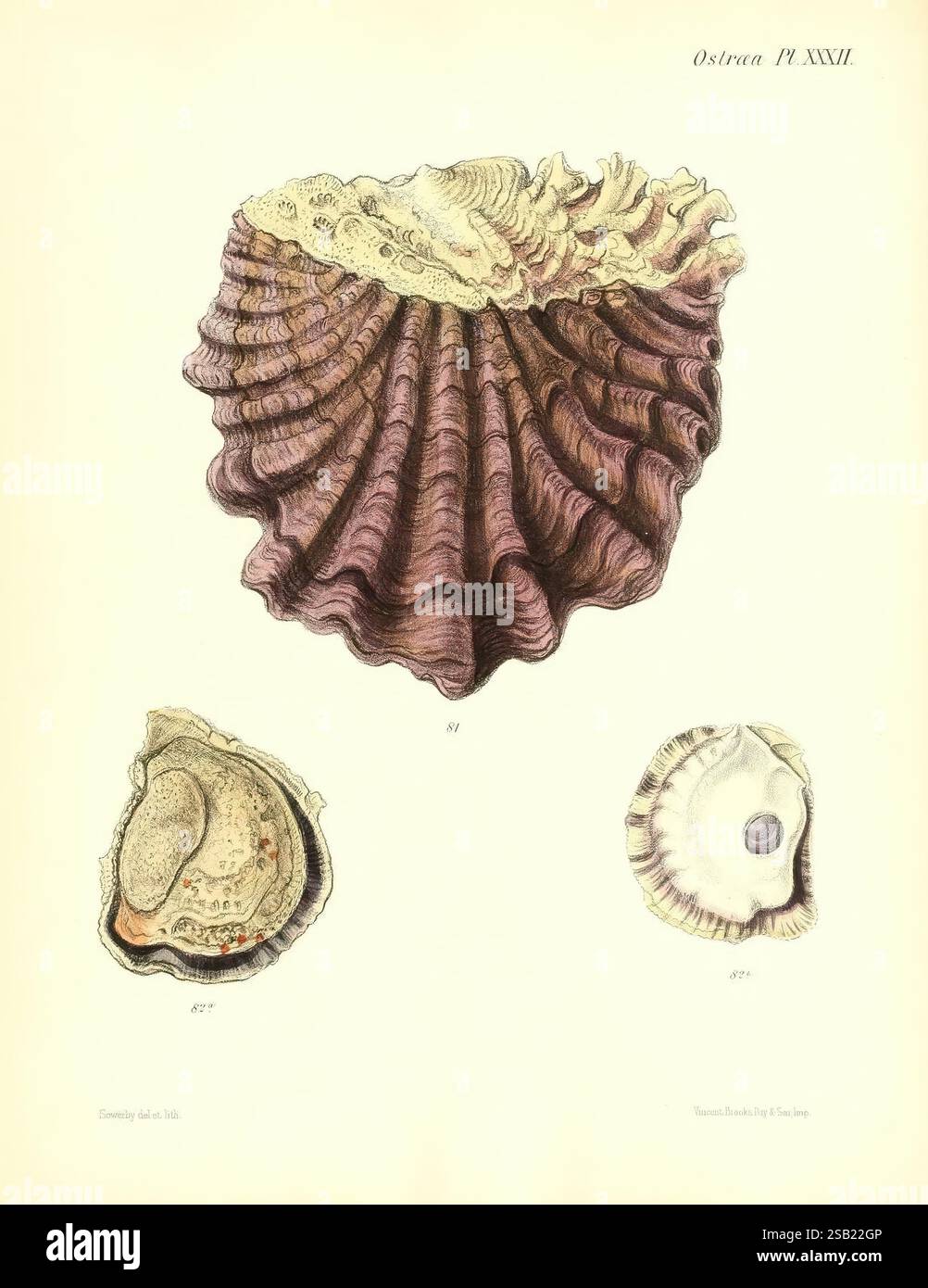 Conchologia iconica, or Illustrations of the shells of molluscous ...