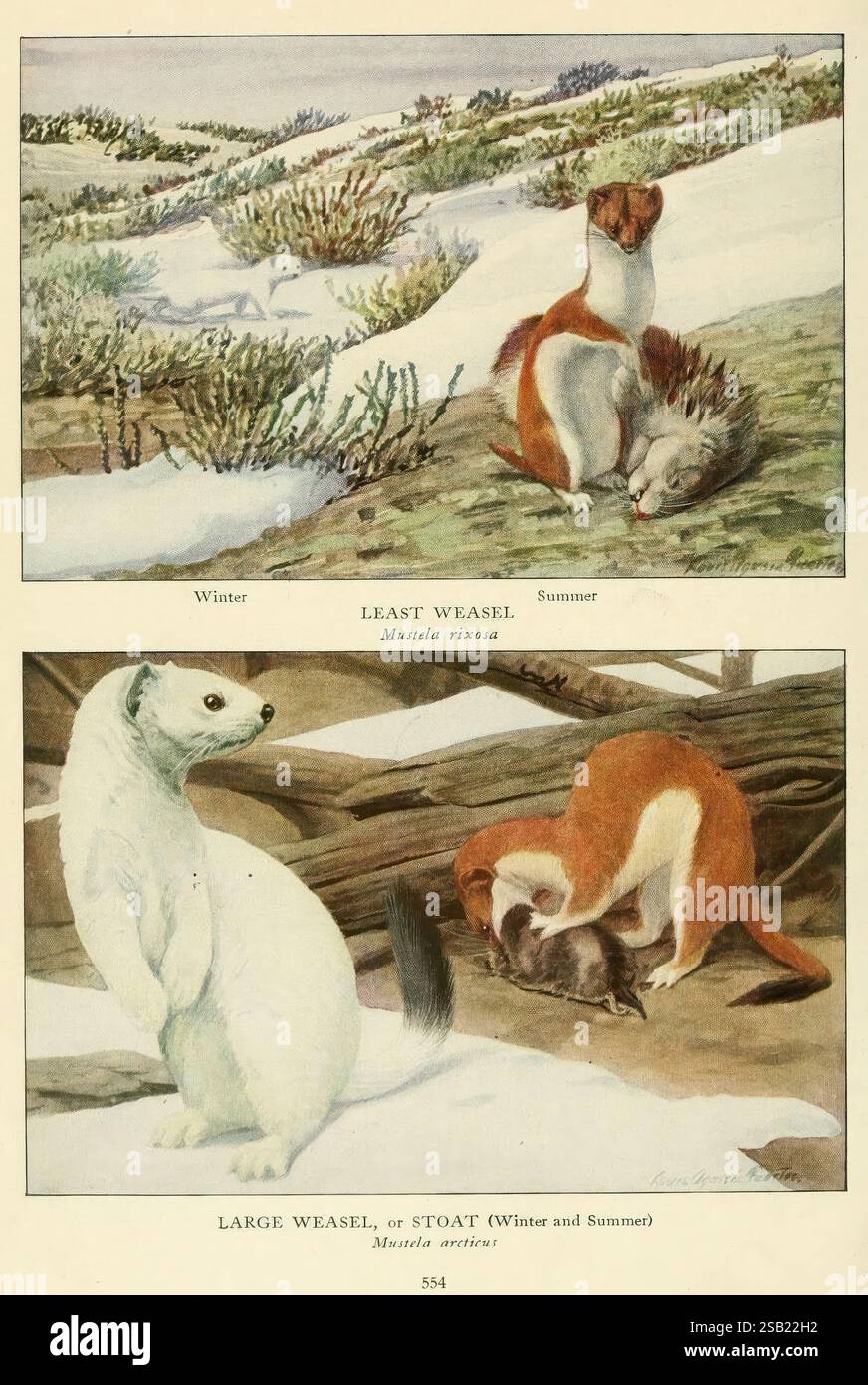 Wild animals of North America Washington, D.C. mammals North America ...