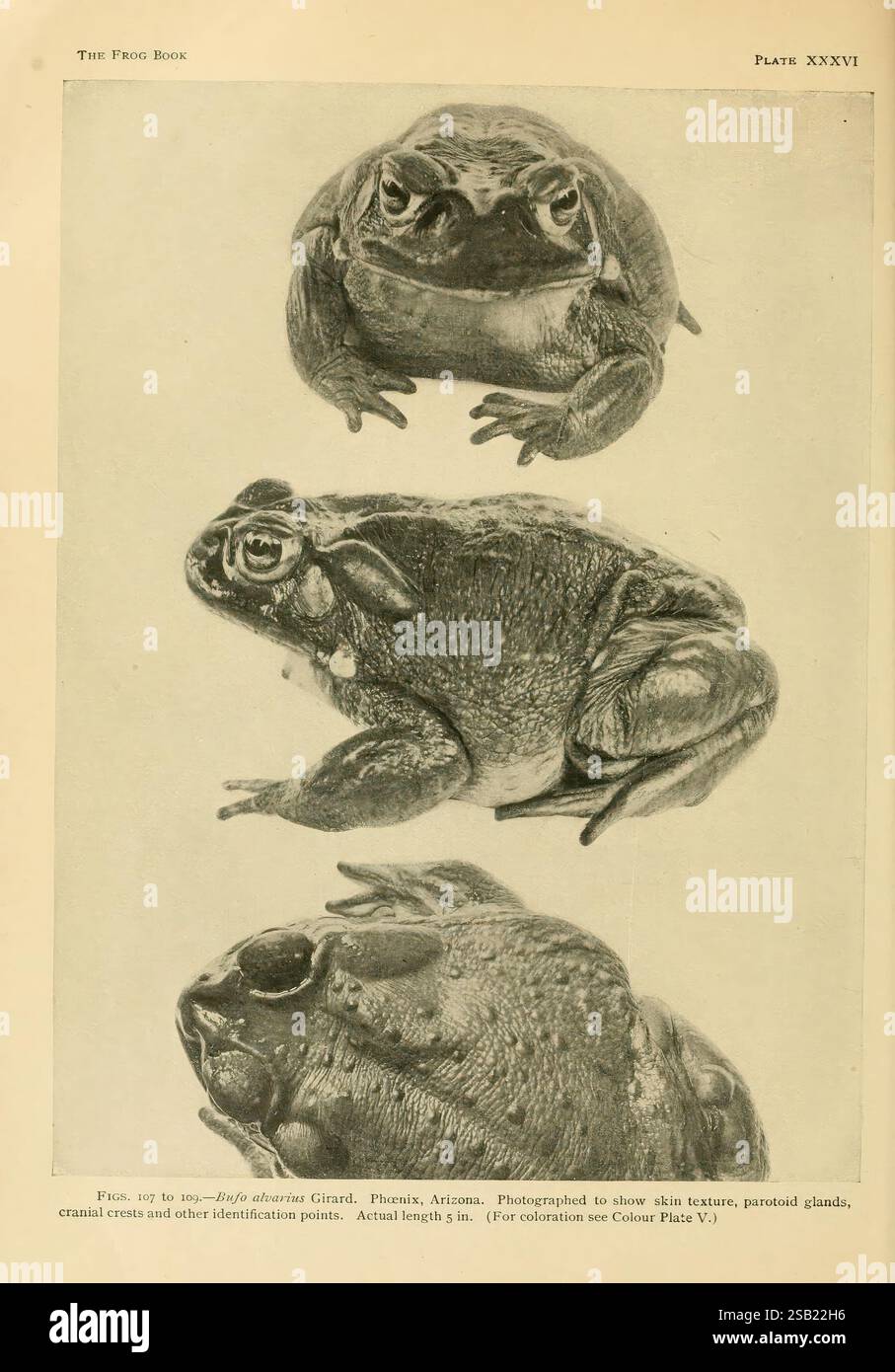 The frog book New York Doubleday Page 1907 amphibians North America ...