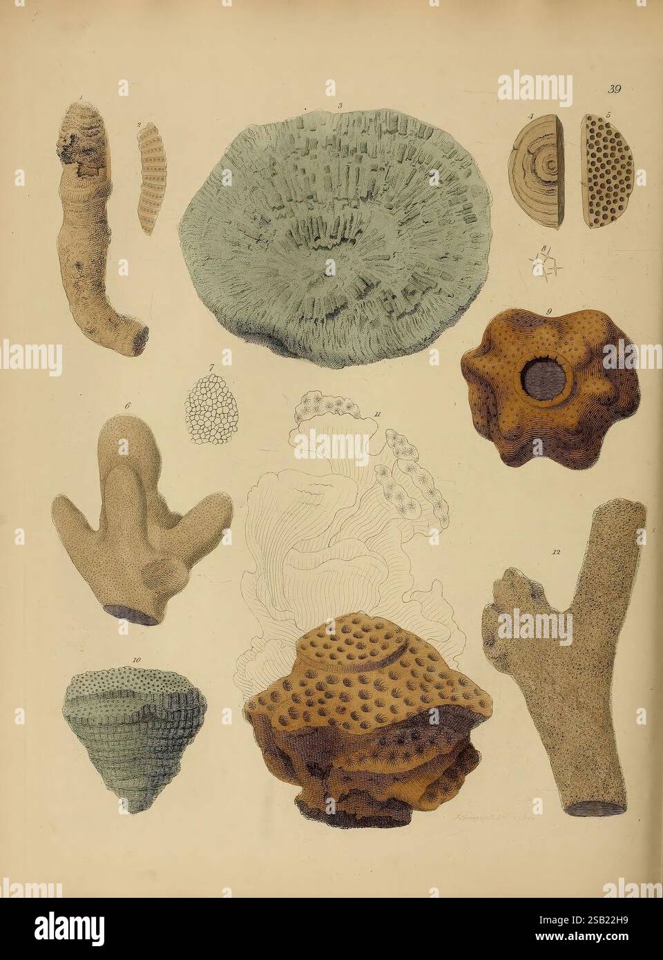 Porous surfaces characteristic hi-res stock photography and images - Alamy