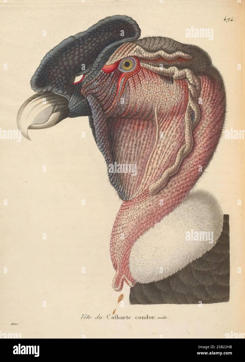 Prominent wattles hi-res stock photography and images - Alamy