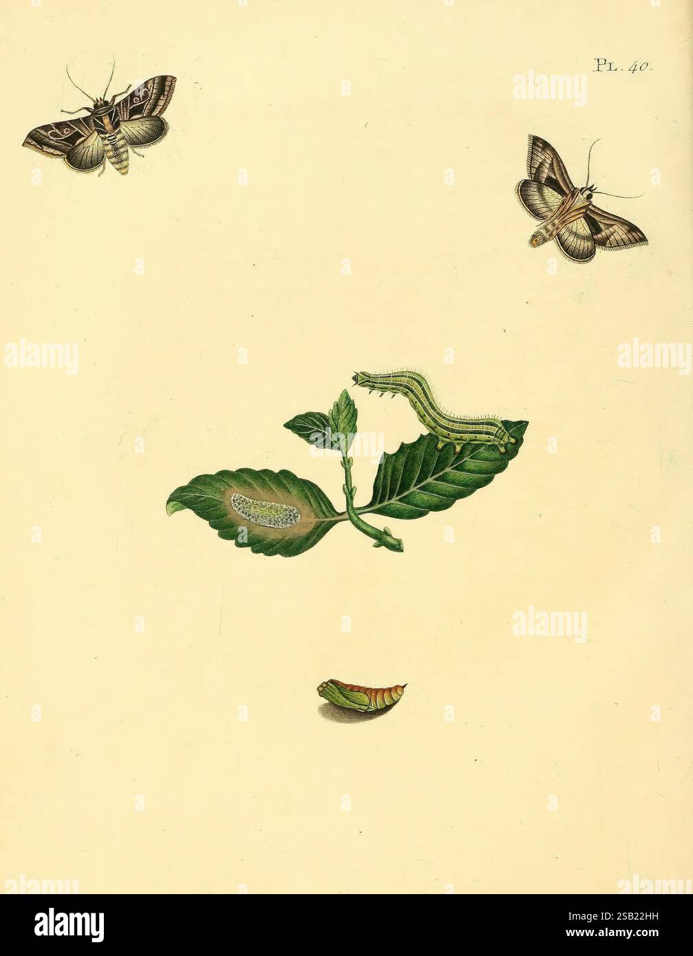 Surinaamsche vlinders d.1-3, Amsterdam, J.C. Sepp en zoon, [1848-1852 ...