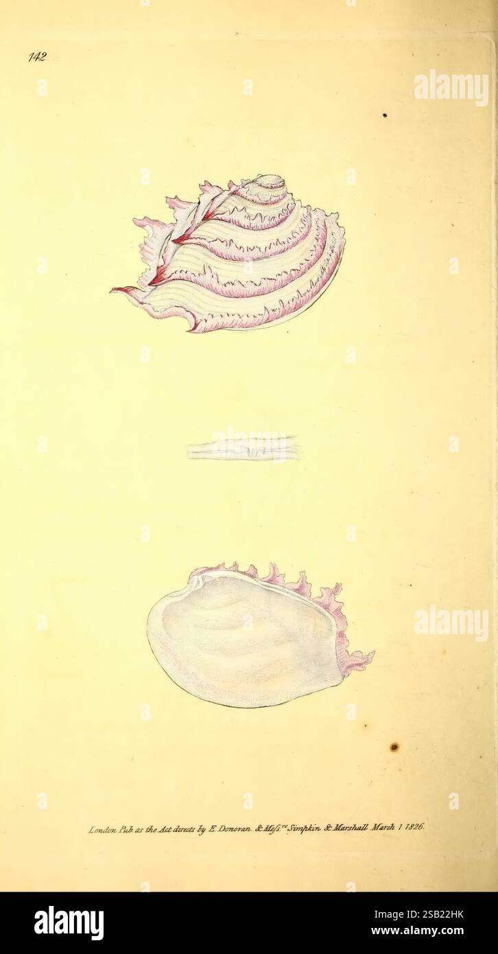 Bottom representation illustrates hi-res stock photography and images ...