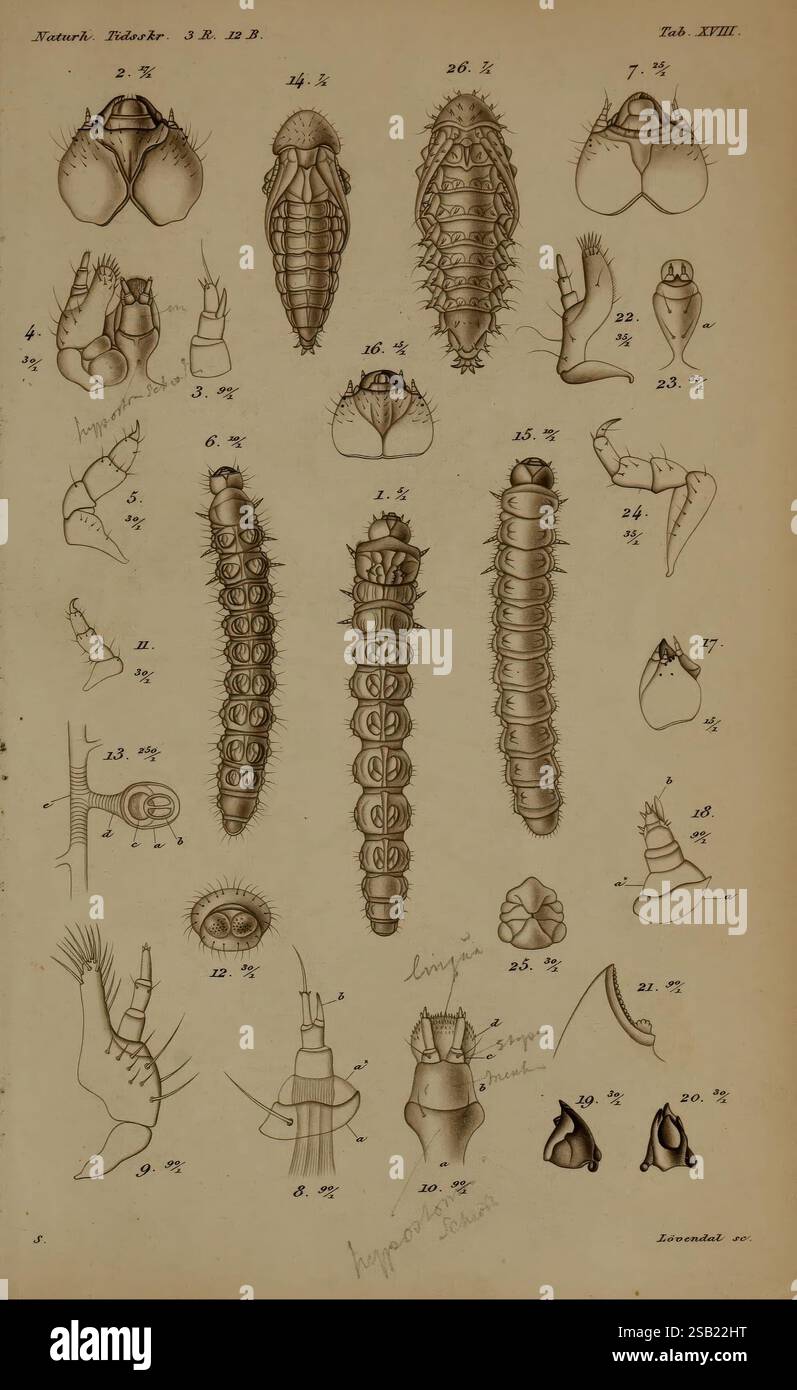 De Metamorphosi Eleutheratorum Observationes, Kjøbenhavn, Thieles ...