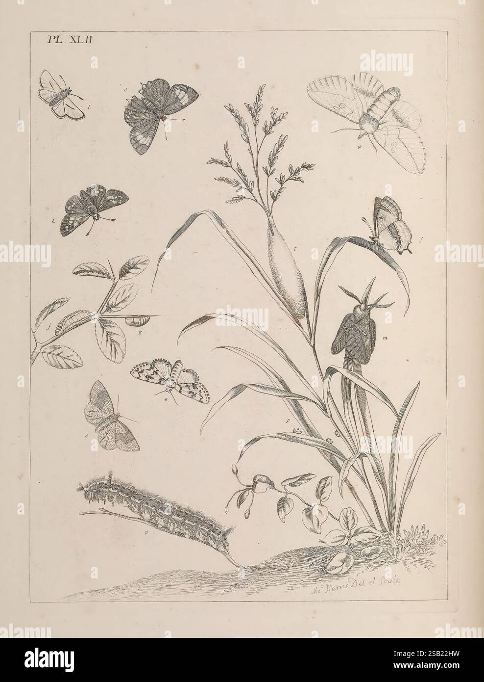 The Aurelian London Henry G. Bohn 1840 Great Britain Lepidoptera, An ...