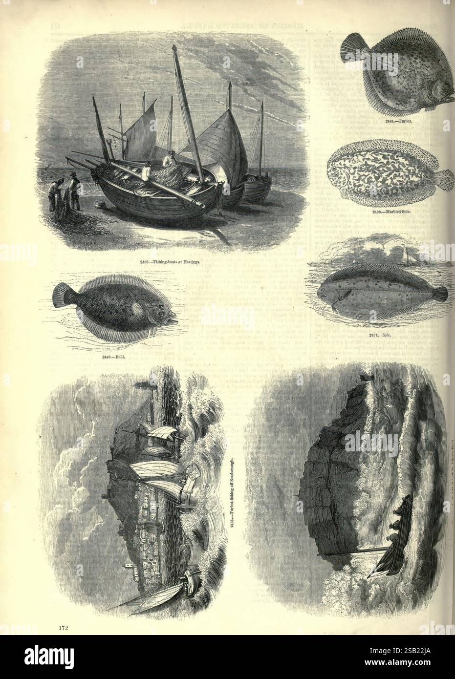 The pictorial museum of animated nature . London, C. Cox, [1844 ...