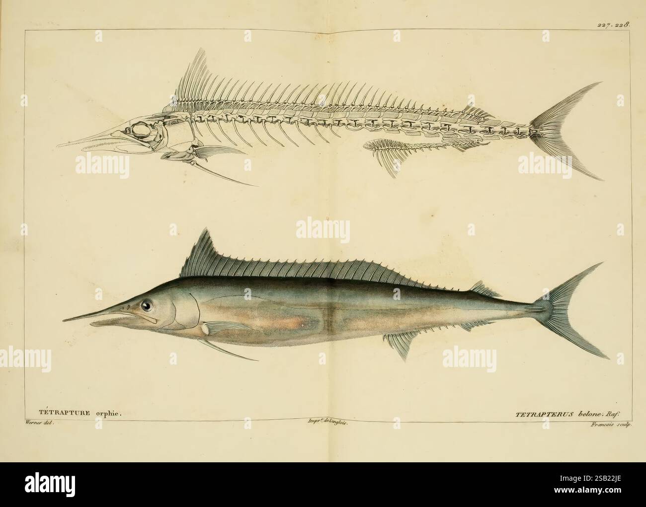 Histoire naturelle des poissons Paris Chez F. G. Levrault 1828-1849 ...