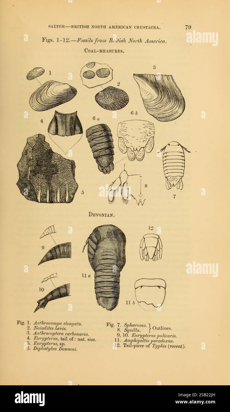 Various fossil specimens identified hi-res stock photography and images ...