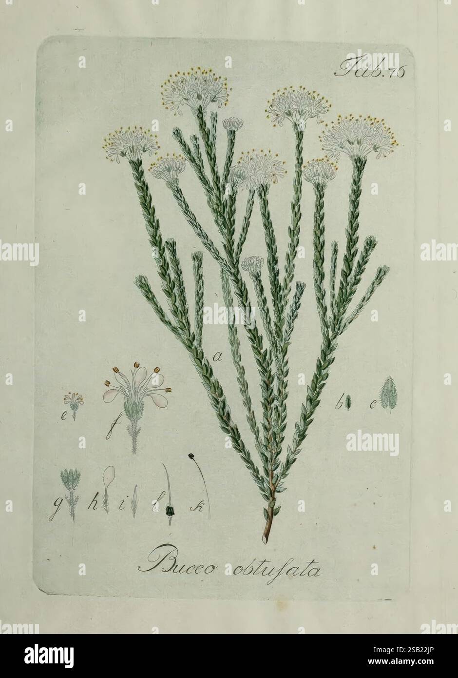Collectio plantarum tam exoticarum, quam indigenarum, cum delineatione ...