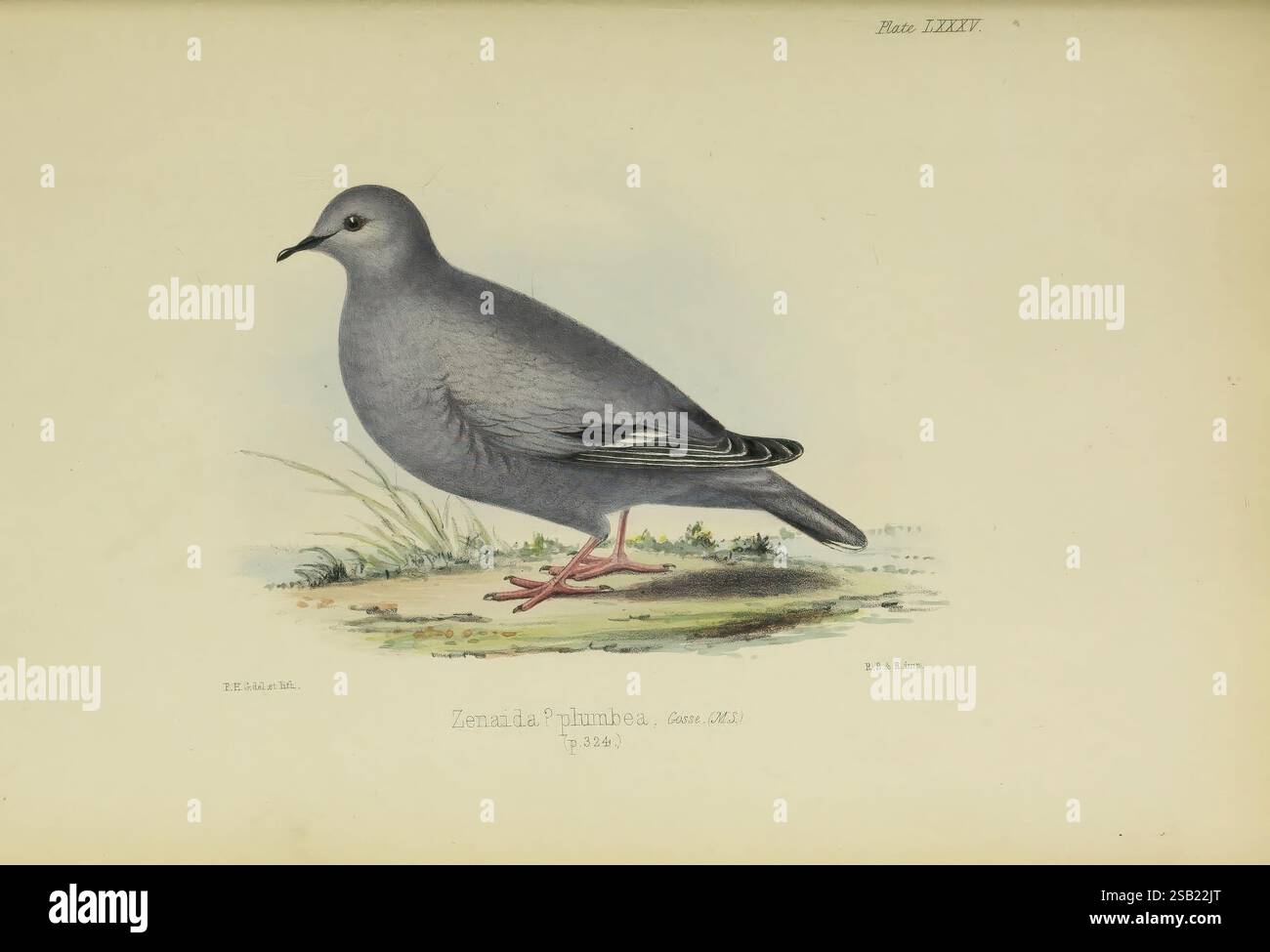 Illustrations of the birds of Jamaica, London, J. Van Voorst, 1849 ...