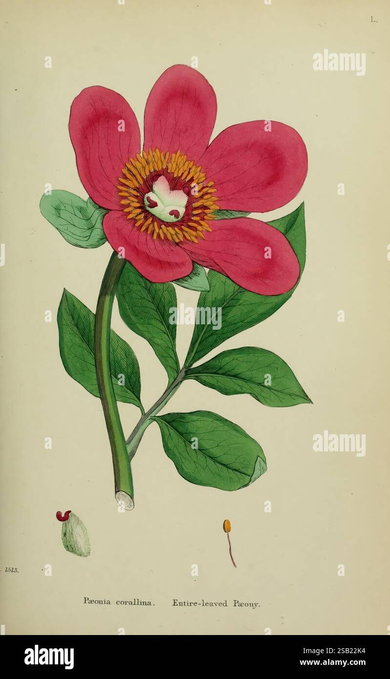 Detailed filamentous structures hi-res stock photography and images - Alamy