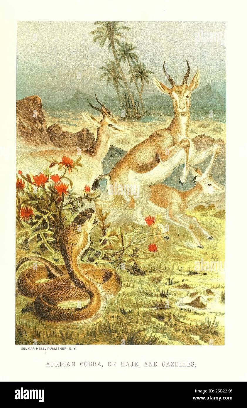 Hess 1885 cobra gazelle pictorial works hi-res stock photography and ...