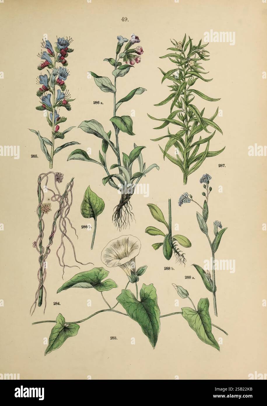 Trailing plant exhibits heart shaped leaves hi-res stock photography ...