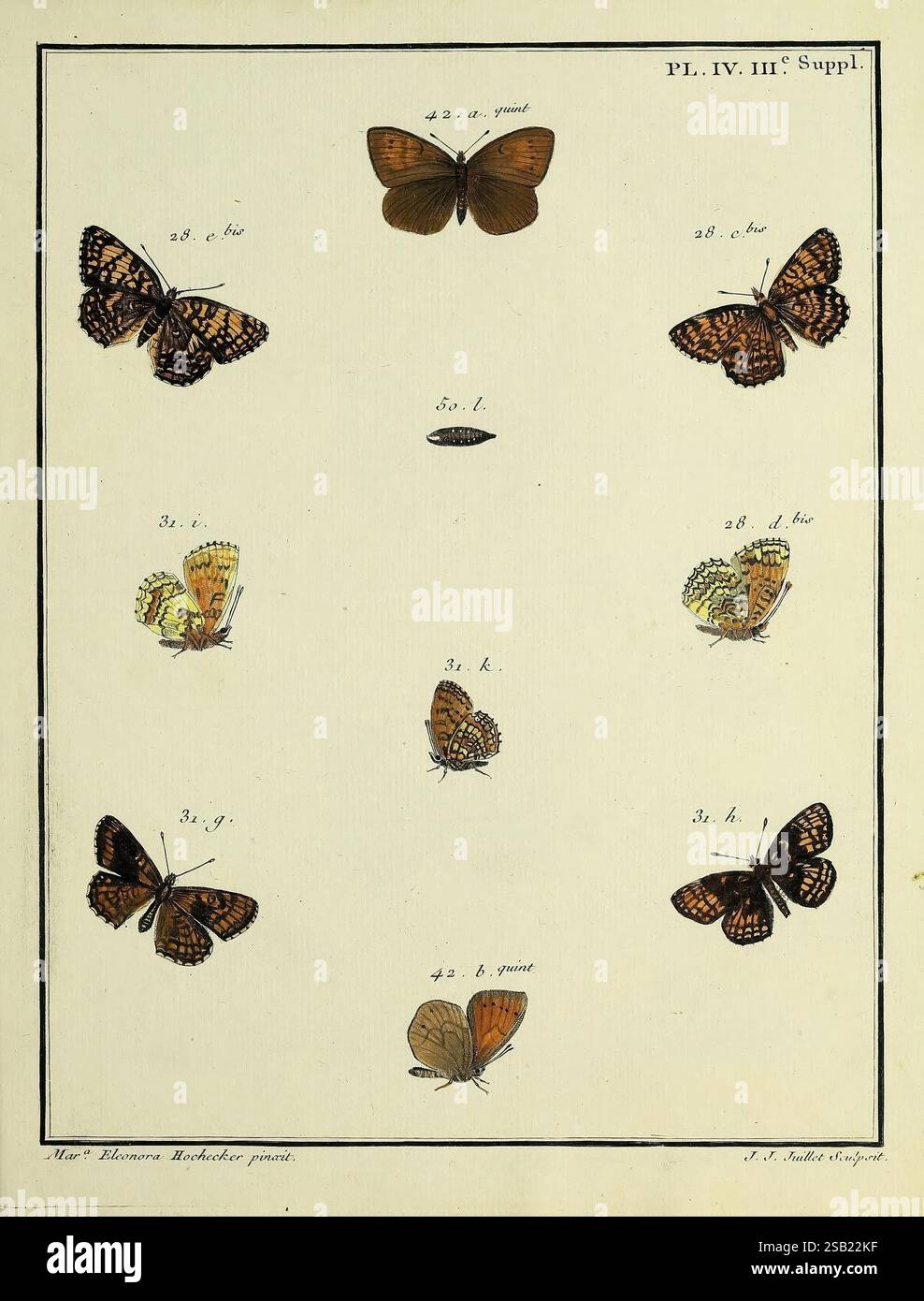 Papillons d'Europe, peints d'après nature, A Paris, Chez P.M ...