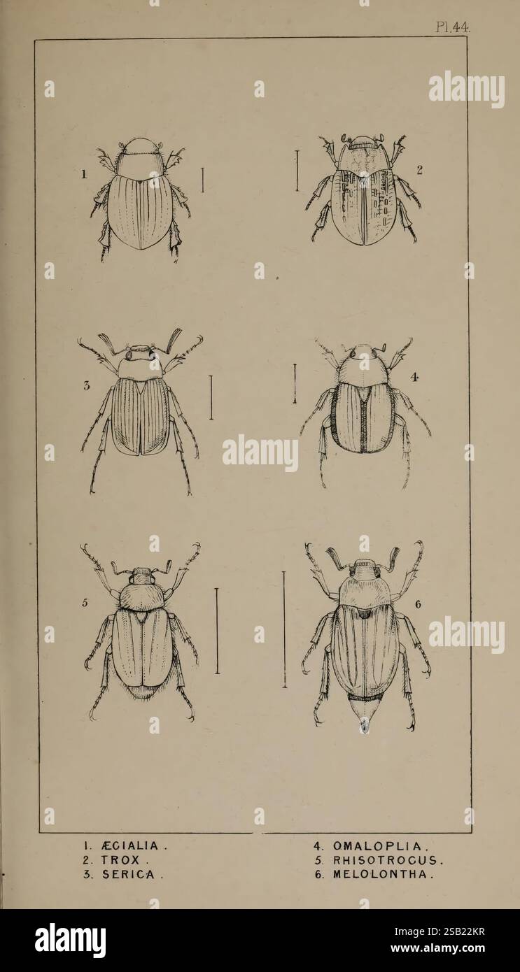 The British Coleoptera delineated, London, W. Crofts, 1840. beetles ...