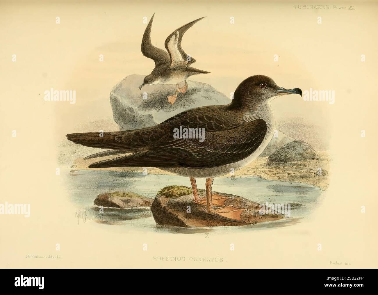 Illustration features two seabirds belonging hi-res stock photography ...