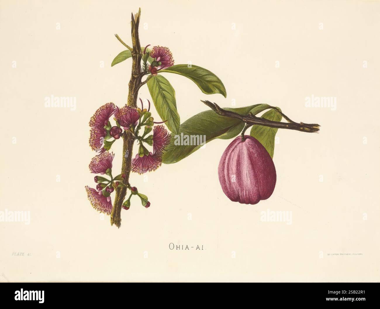 Indigenous Flowers Hawaiian Islands London Sampson Low Marston Searle ...