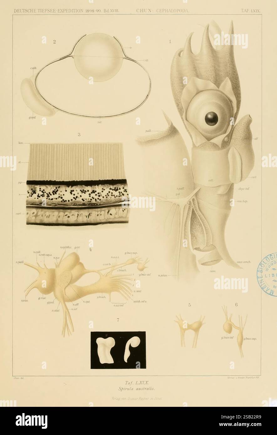 Die Cephalopoden, [Jena], G. Fischer, 1910-1915, Cephalopoda, Valdivia ...