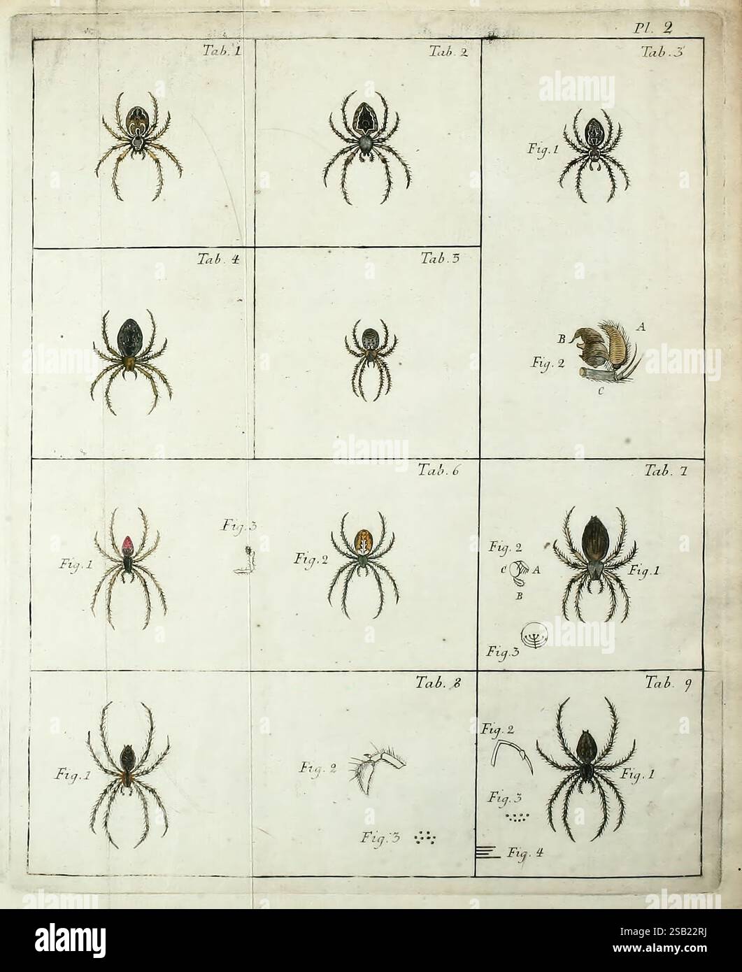 Displaying additional spiders hi-res stock photography and images - Alamy