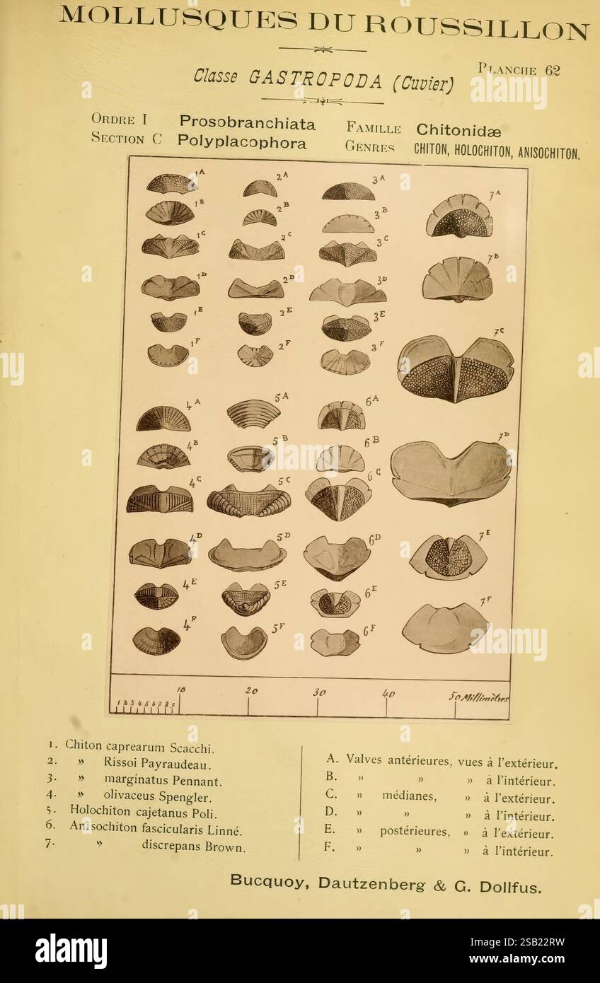 Different chiton species hi-res stock photography and images - Alamy