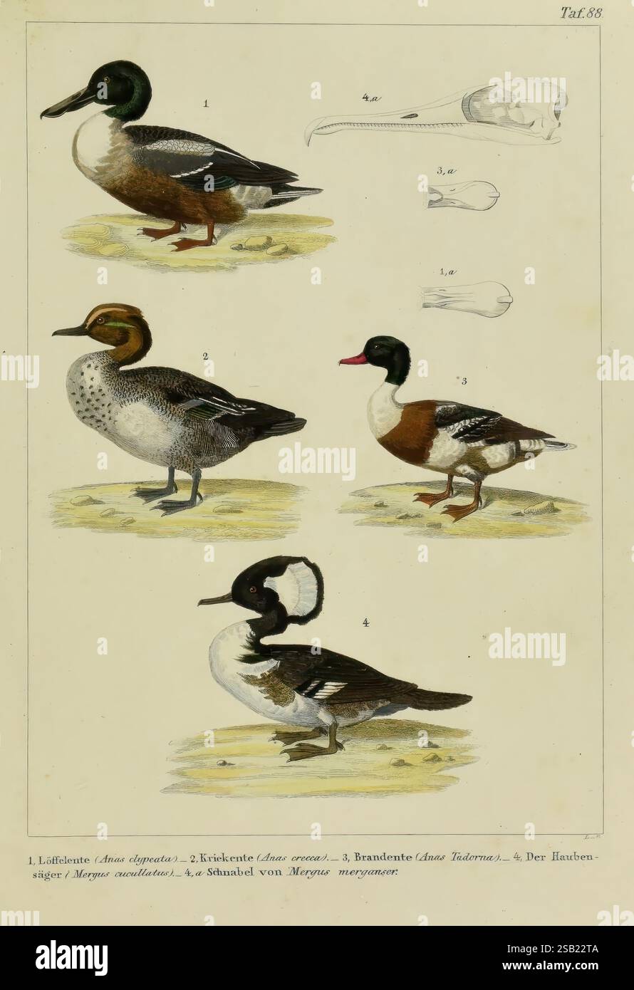 Praktische Naturgeschichte der Vögel, Leipzig, 1850, birds, pictorial ...