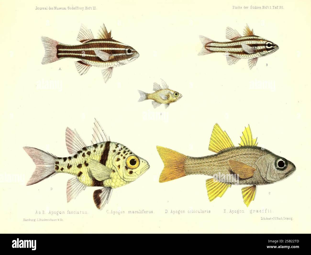 Andrew Garrett's Fische der Südsee, Hamburg, L. Friederichsen & Co ...