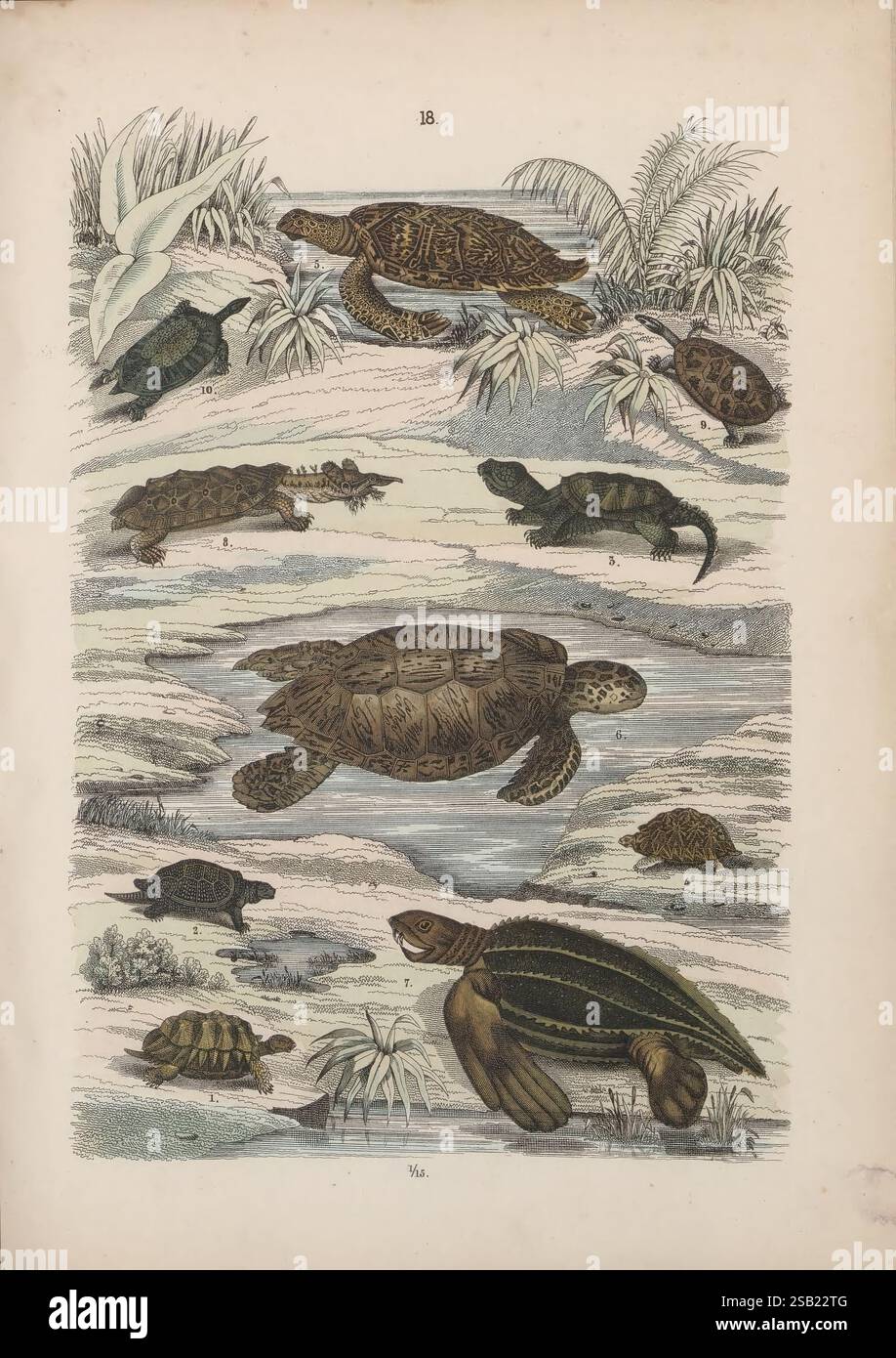 Various freshwater turtles hi-res stock photography and images - Alamy