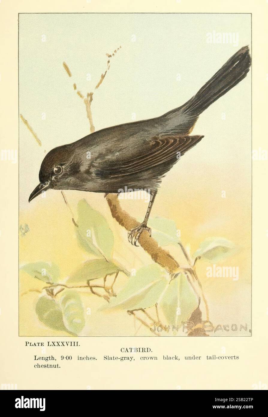 Teachers' manual of bird-life, 1899. birds, United States, Museum of ...
