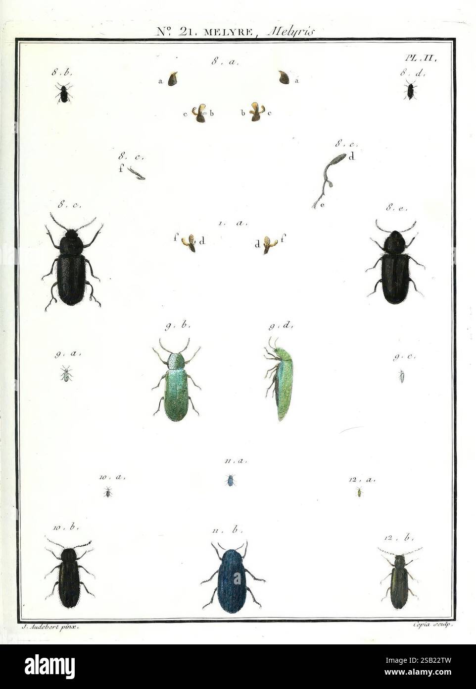 Prominent beetles showcase hi-res stock photography and images - Alamy