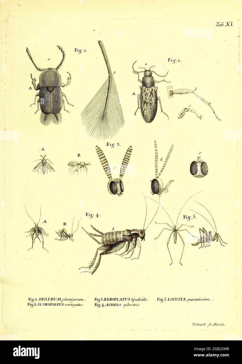 Demonstrating intricate vein patterns hi-res stock photography and ...