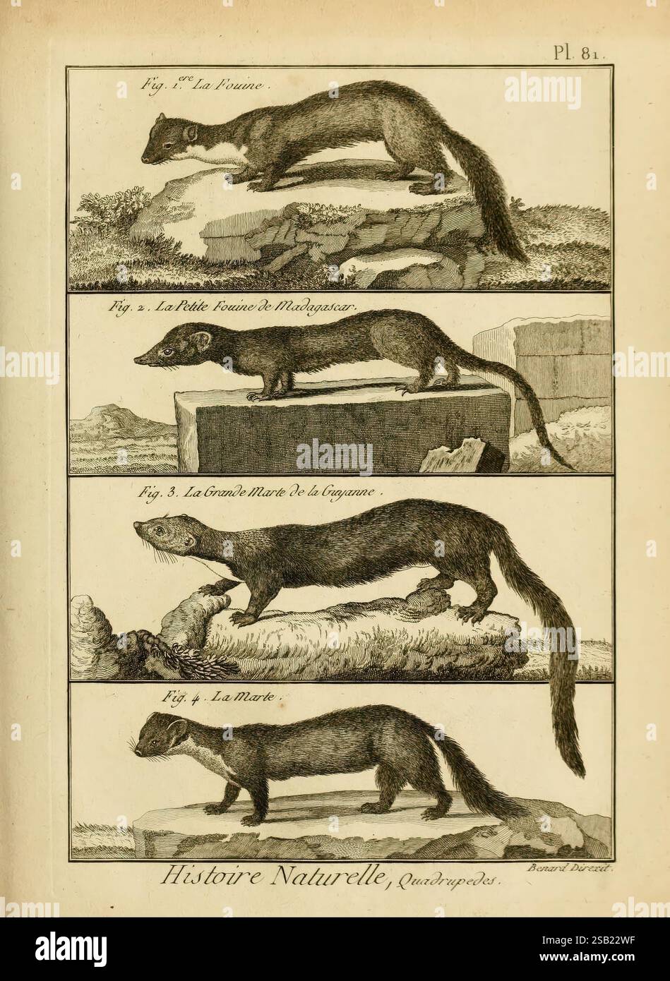 Graceful weasel hi-res stock photography and images - Alamy