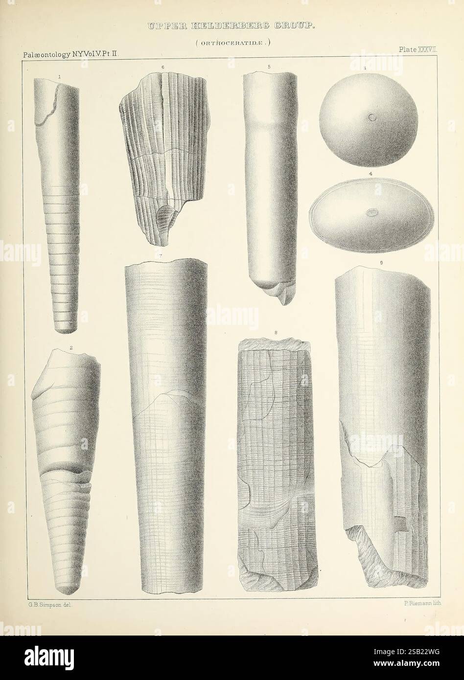 Rounded morphologies hi-res stock photography and images - Alamy