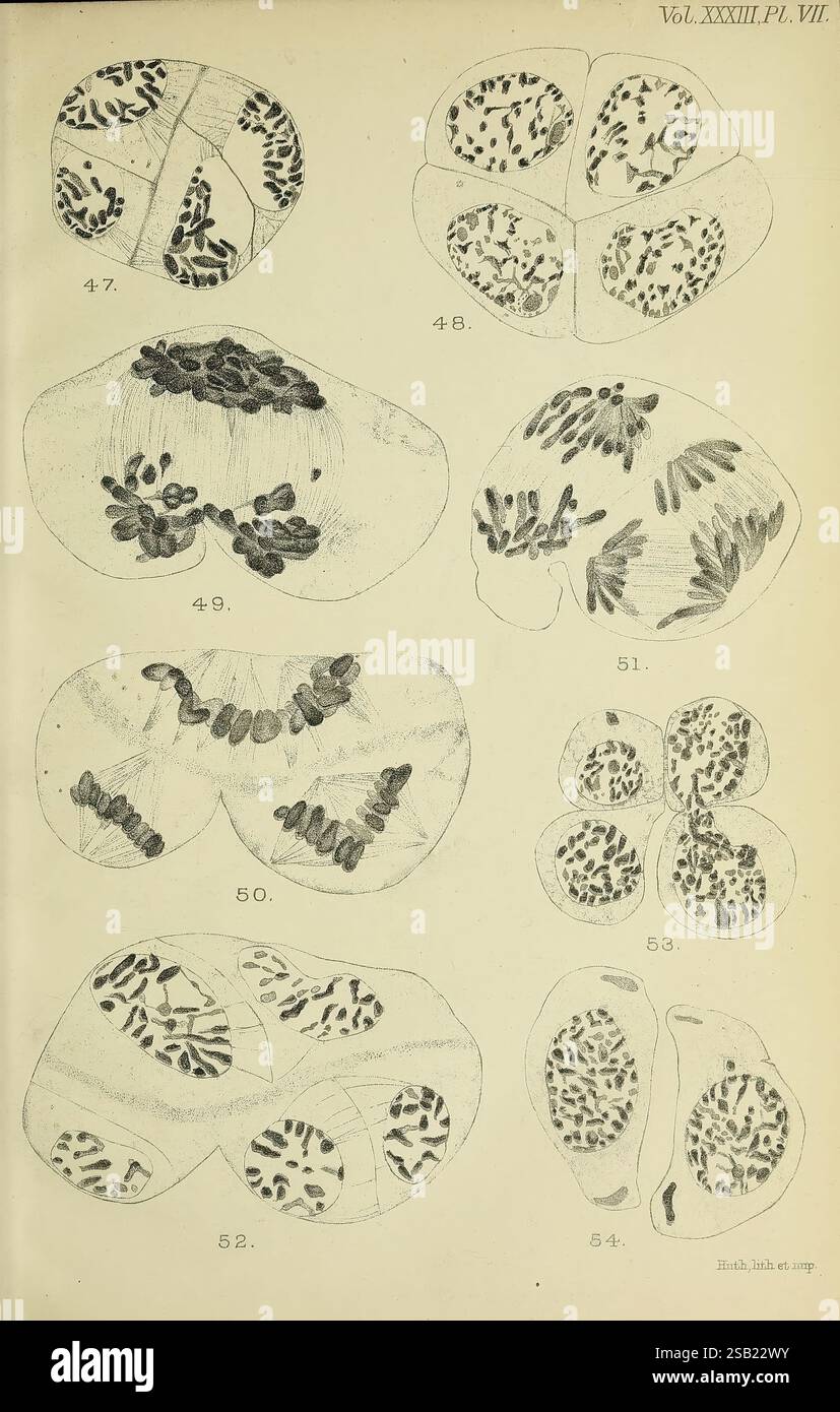 Biological forms across species hi-res stock photography and images - Alamy
