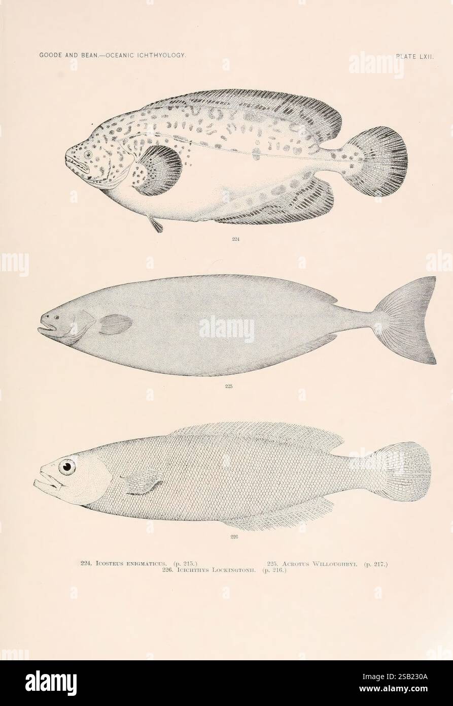 Atlantic ocean marine animals deep sea fishes pelagic fishes col hi-res ...