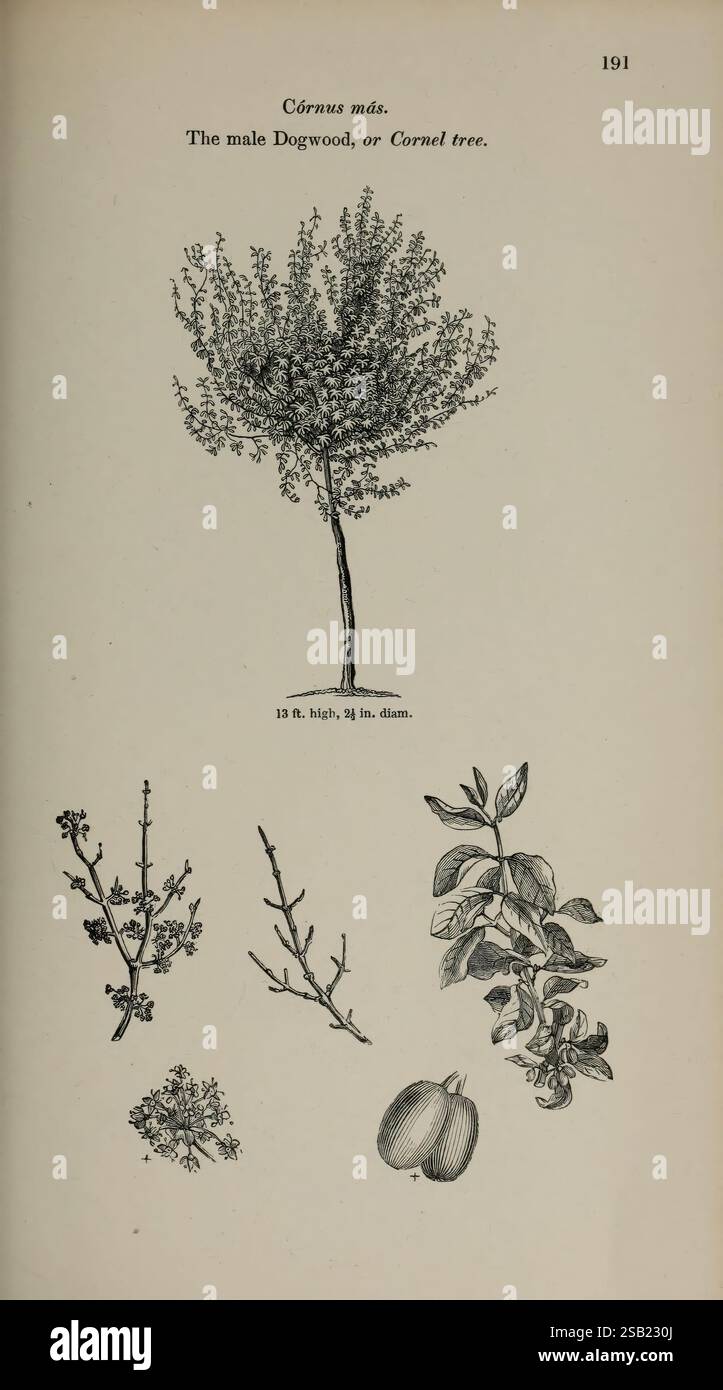 Cornel tree hi-res stock photography and images - Alamy