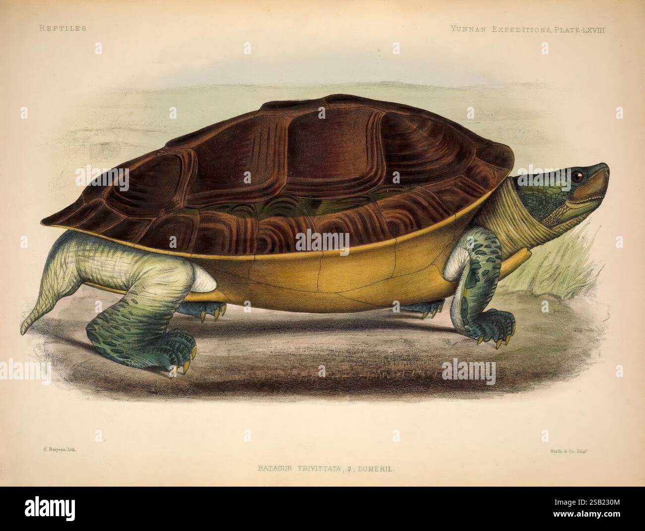 Turtles unique features hi-res stock photography and images - Alamy