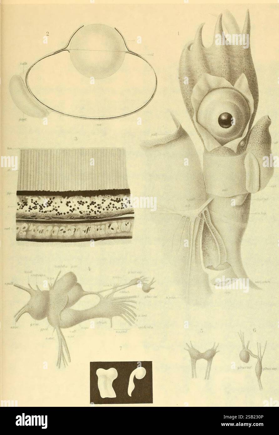 The Cephalopod Atlas, 1975. Cephalopoda, Spirula australis, Spirula ...